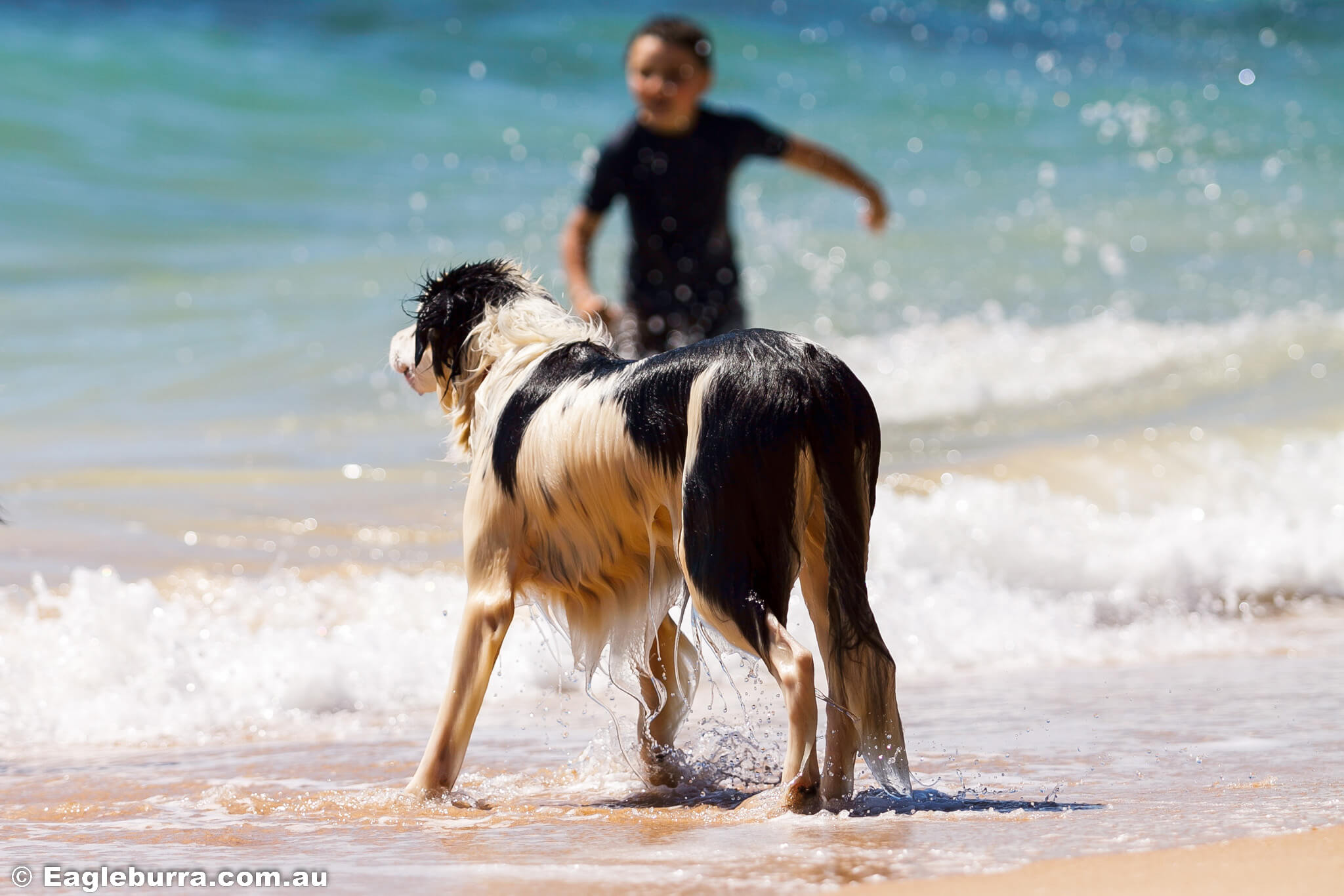 Farm Dogs at the Beach - Eagleburra Pygmy Goat Stud