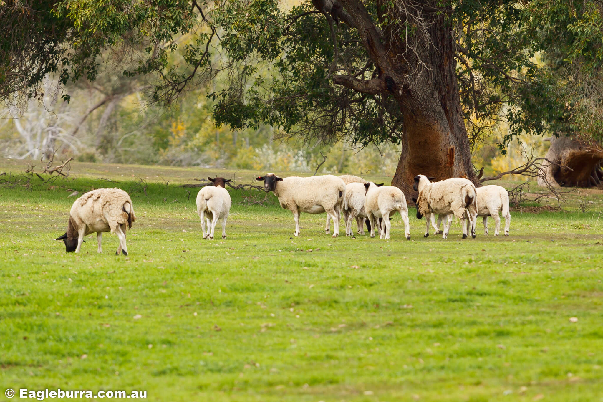 Sheep update - Eagleburra Pygmy Goat Stud