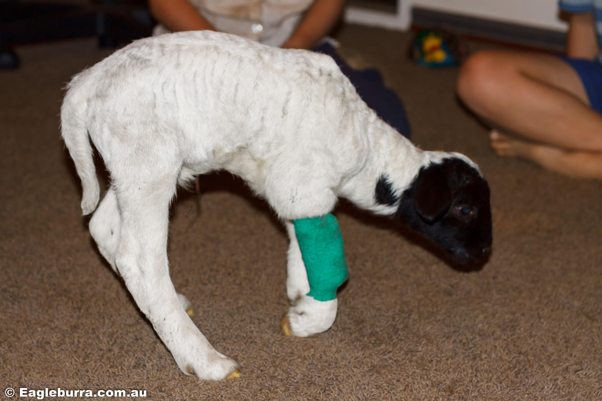 Our First Dorper lamb - Eagleburra Pygmy Goat Stud