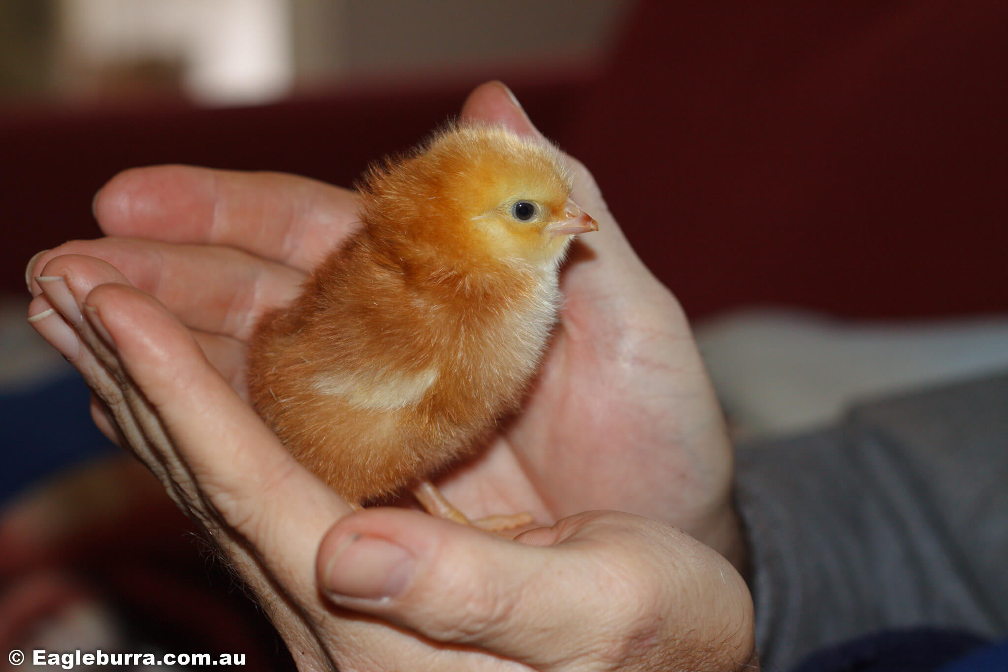 Hatch Day - Rhode Island Reds - Eagleburra Pygmy Goat Stud