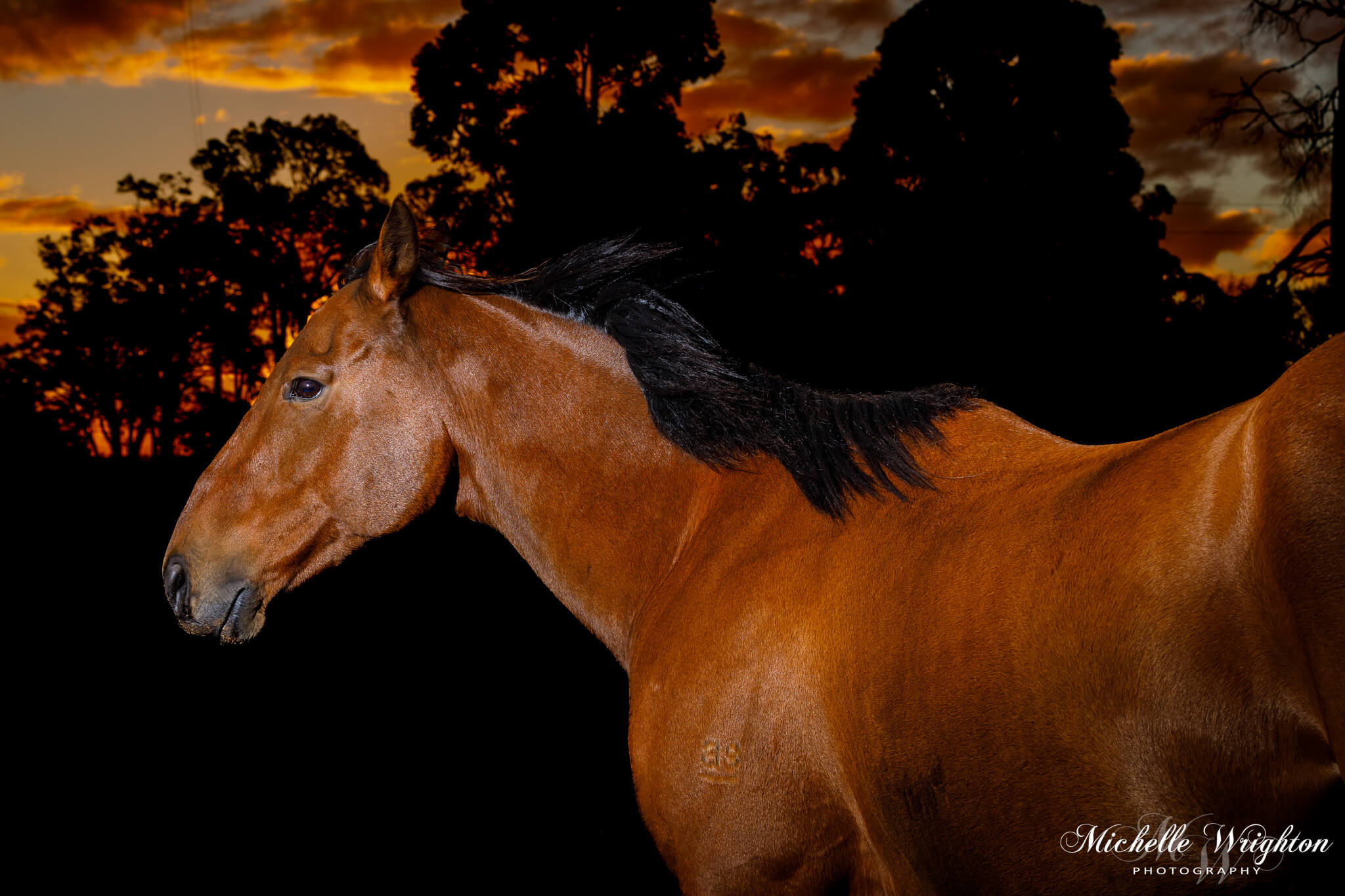 Goodbye Wilson - Eagleburra Pygmy Goat Stud