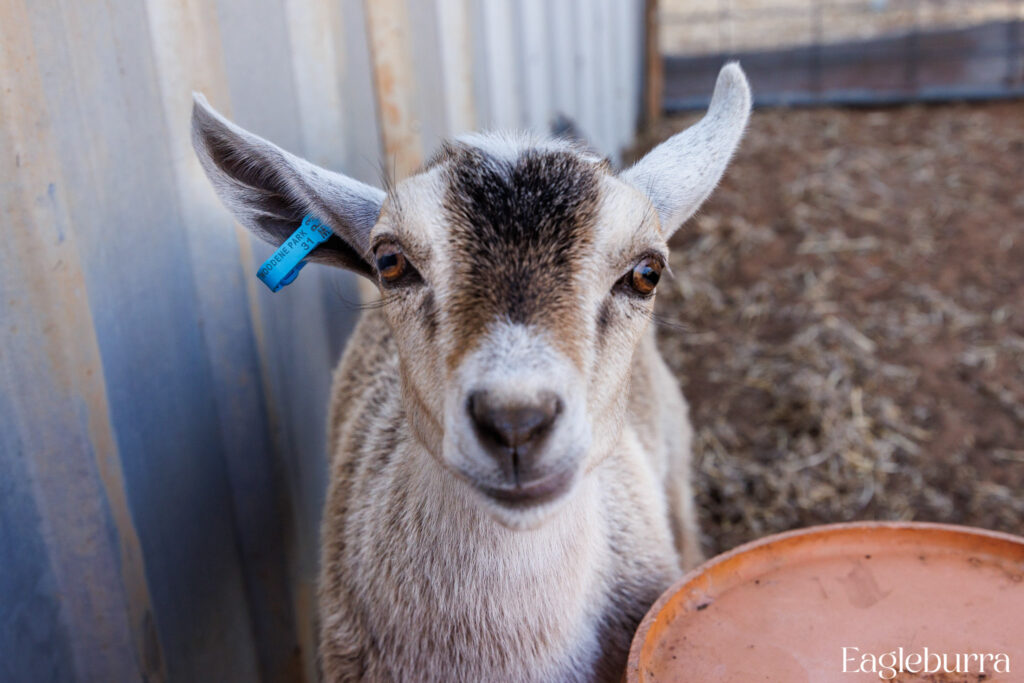 A dream come true - Pygmy Goats! - Eagleburra Pygmy Goat Stud