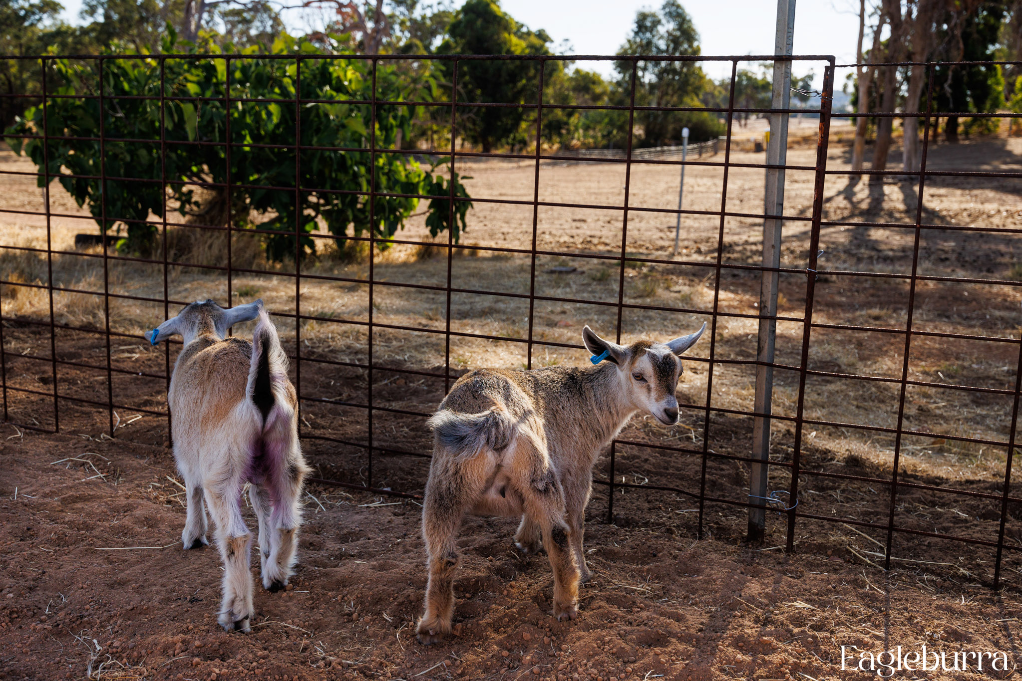 A dream come true - Pygmy Goats! - Eagleburra Miniature Goat Stud
