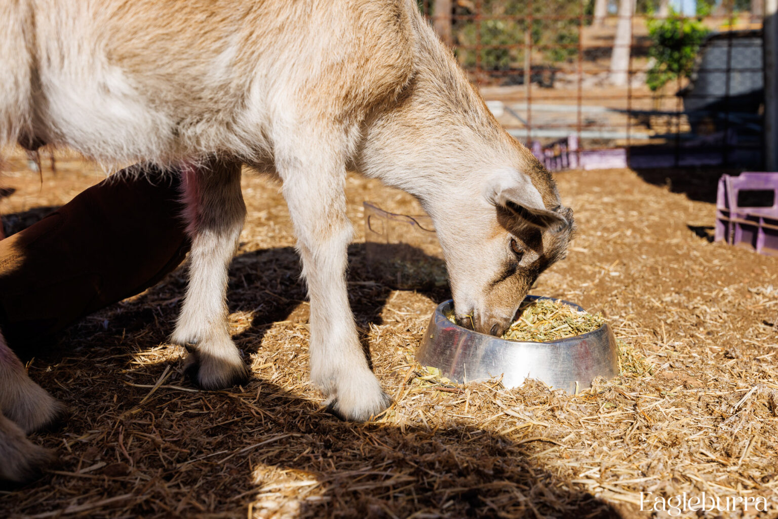 Feeding Pygmy Goats - Eagleburra Pygmy Goat Stud