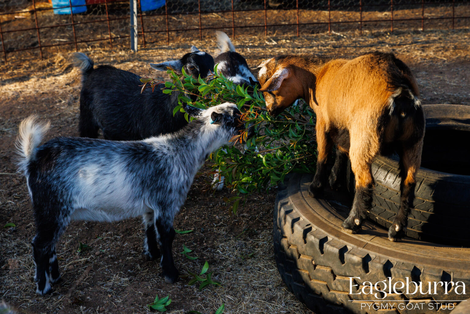 Feeding Pygmy Goats - Eagleburra Pygmy Goat Stud