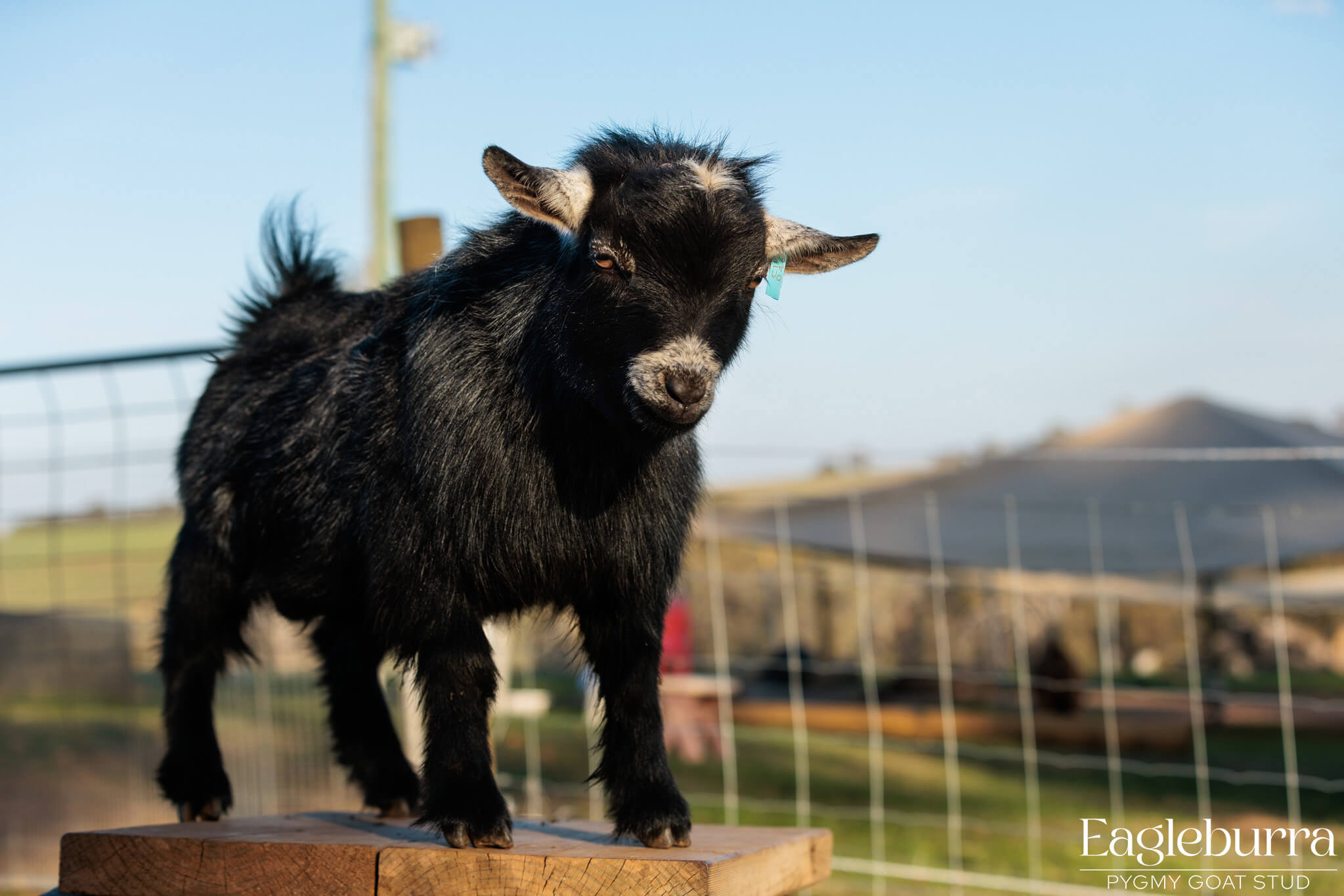Pygmy Goat Basic Needs - Eagleburra Pygmy Goat Stud