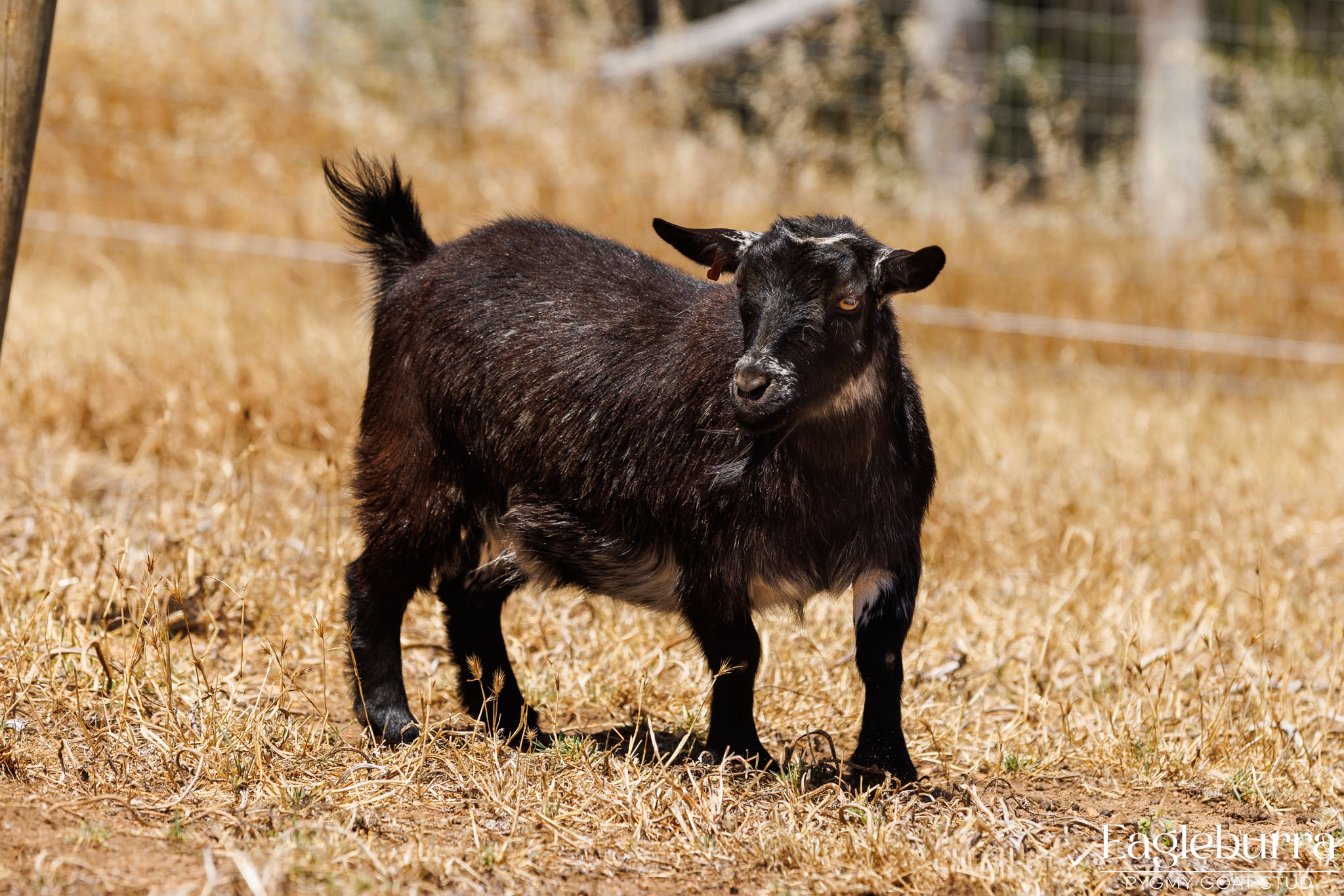 Our Year with Pygmy Goats - 2024 in Review - Eagleburra Pygmy Goat Stud